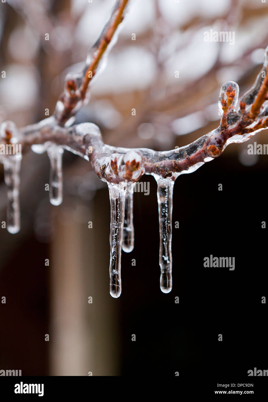 Freezing rain tree usa hi-res stock photography and images - Alamy