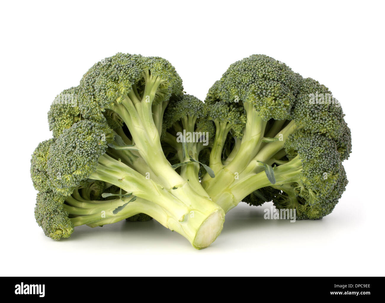 Broccoli vegetable isolated on white background Stock Photo - Alamy