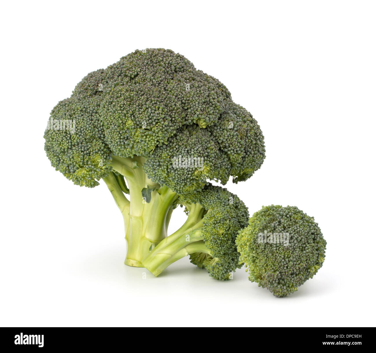 Broccoli vegetable isolated on white background Stock Photo - Alamy