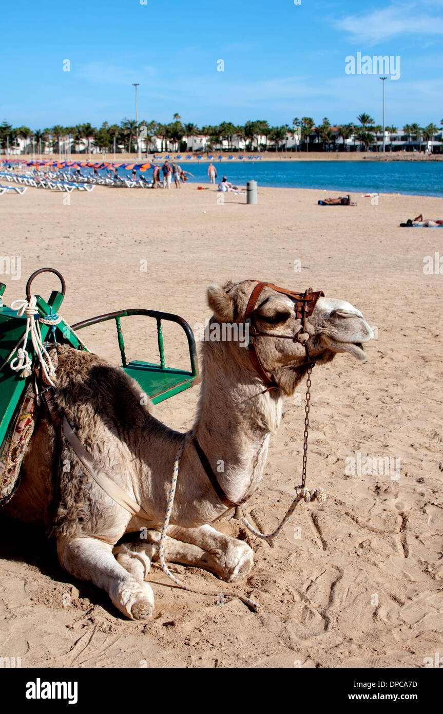 Camels fuerteventura hi-res stock photography and images - Alamy