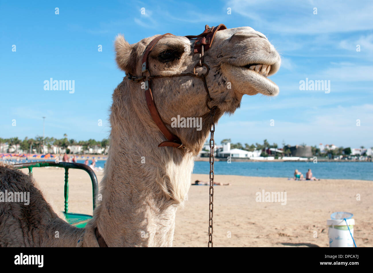 Camel on the beach hi-res stock photography and images - Alamy