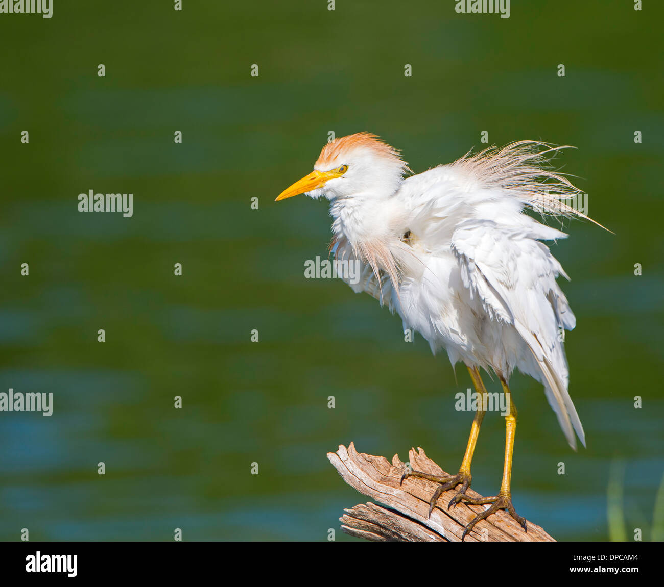 cattle egret fluffing feathers Stock Photo - Alamy