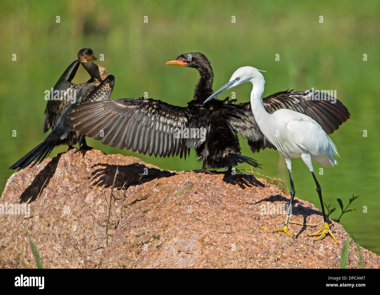 water birds on rock in dam Stock Photo - Alamy