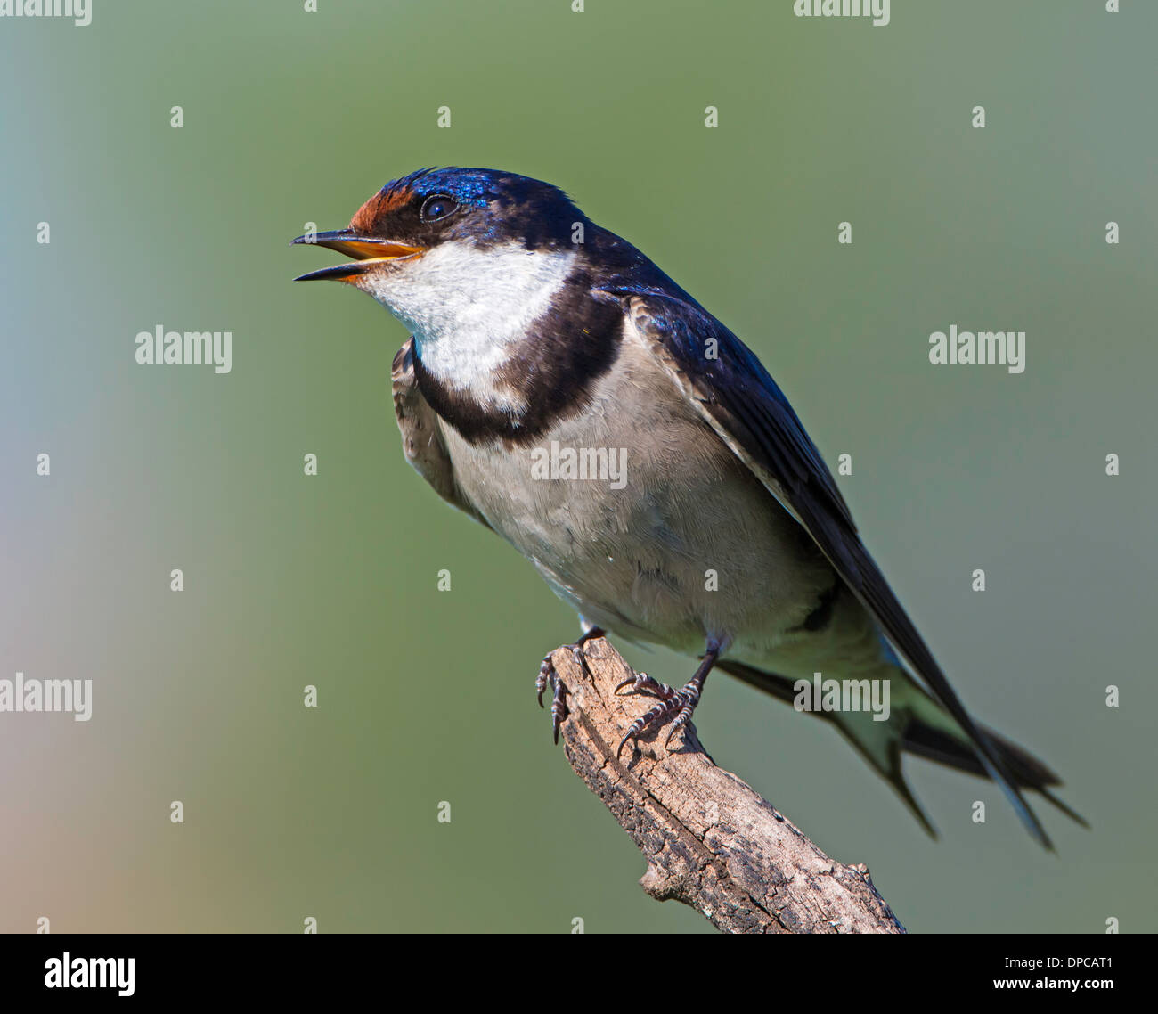 whitethroated swallow calling Stock Photo - Alamy