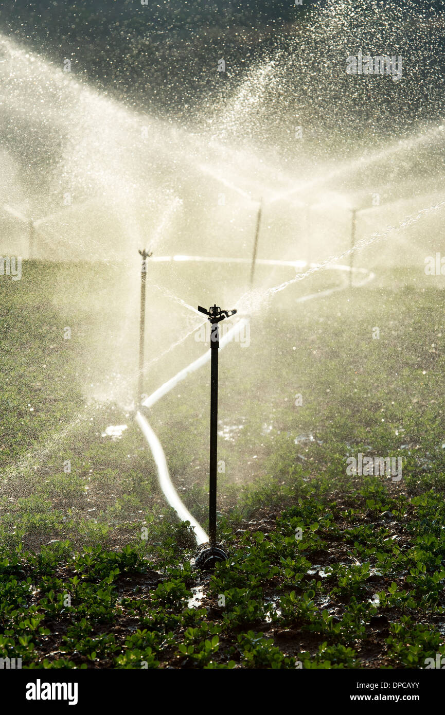 Cultivation peanut crop india hi-res stock photography and images - Alamy