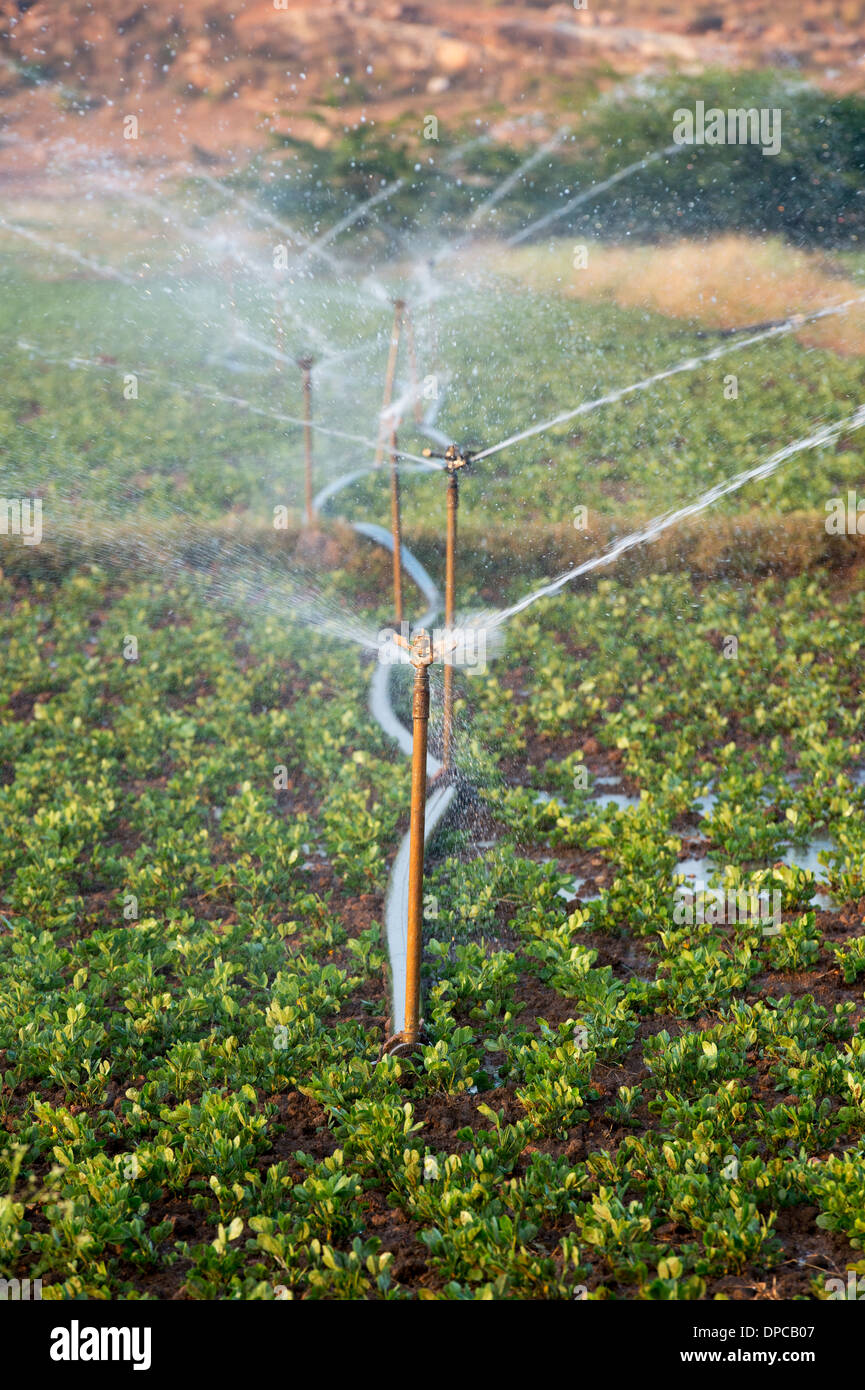 Watering Groundnut / Peanut plants in India with water sprinklers ...