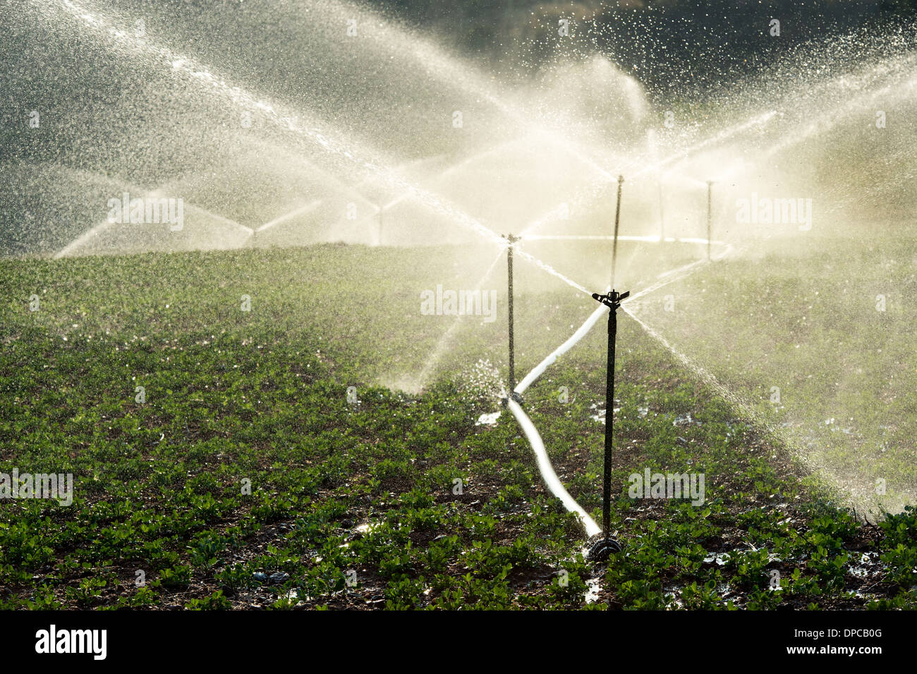 Watering Groundnut / Peanut plants in India with water sprinklers ...