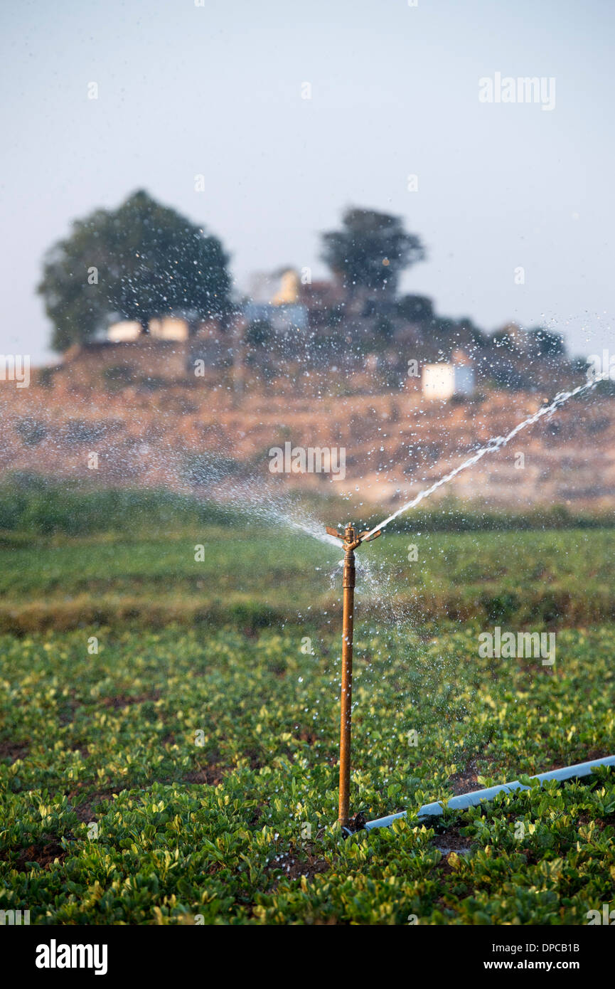 Watering Groundnut / Peanut plants in India with water sprinklers ...