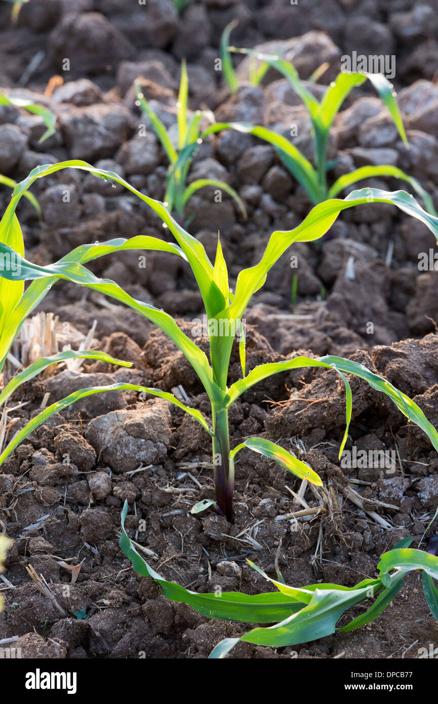 Corn crop farming hi-res stock photography and images - Alamy