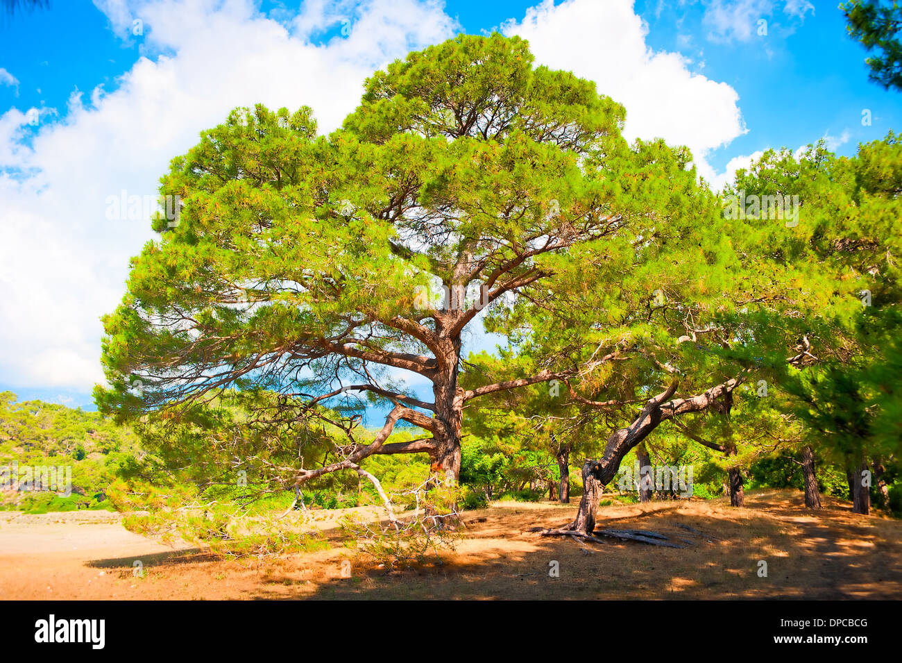 Branchy hi-res stock photography and images - Alamy