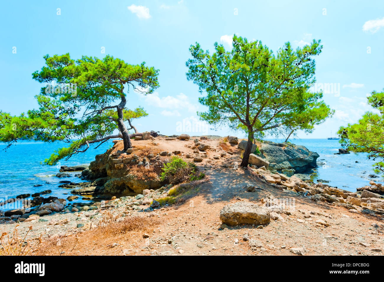 beautiful pines grow on the peninsula Stock Photo - Alamy