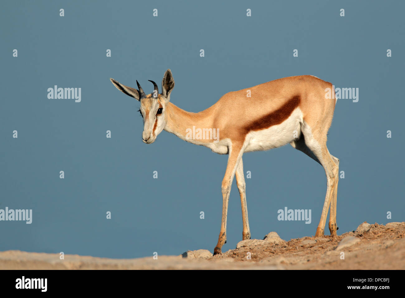 Springbok antelope (Antidorcas marsupialis), Etosha National Park ...