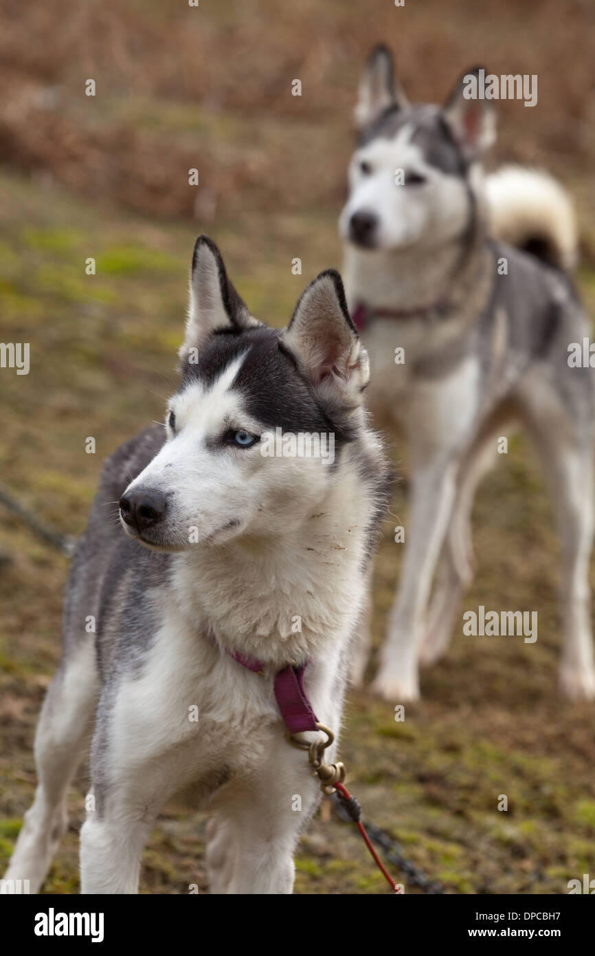 Siberian Huskies (Canis lupus familiaris). Tethered animals waiting ...