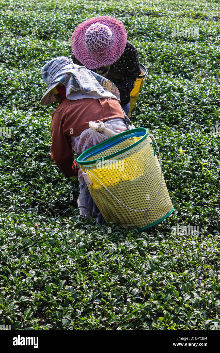 Akha Tea Pickers , Chiangrai Thailand Stock Photo - Alamy
