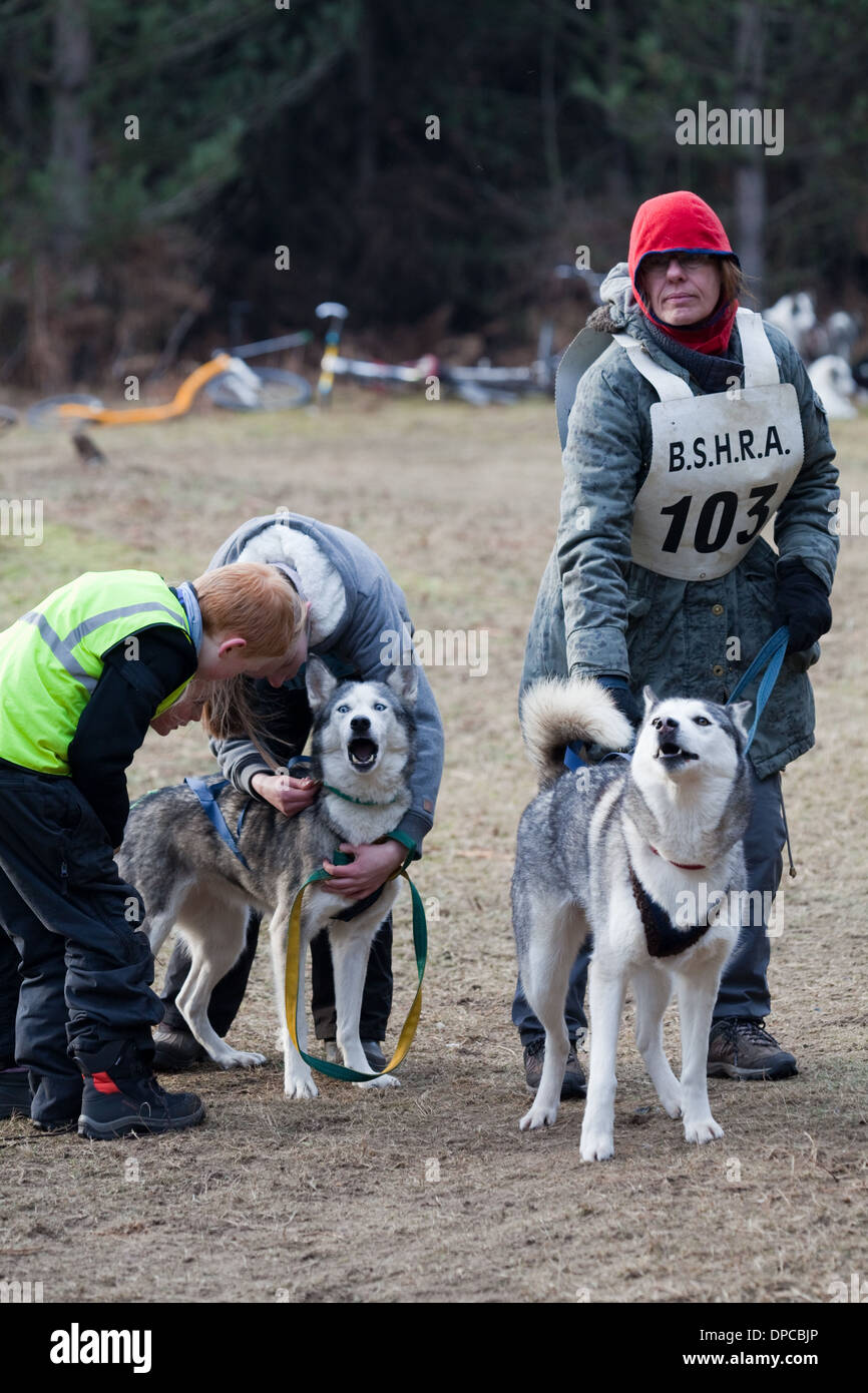 Siberian Huskies howling with excitement. Husky 'Mush". Contestants ...