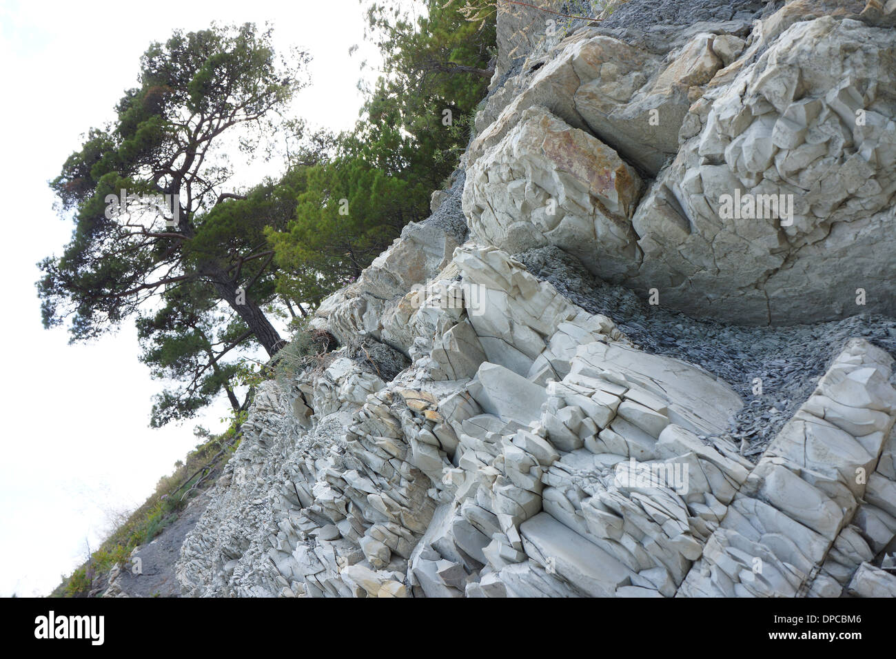 Tree growing rock cliff hi-res stock photography and images - Alamy