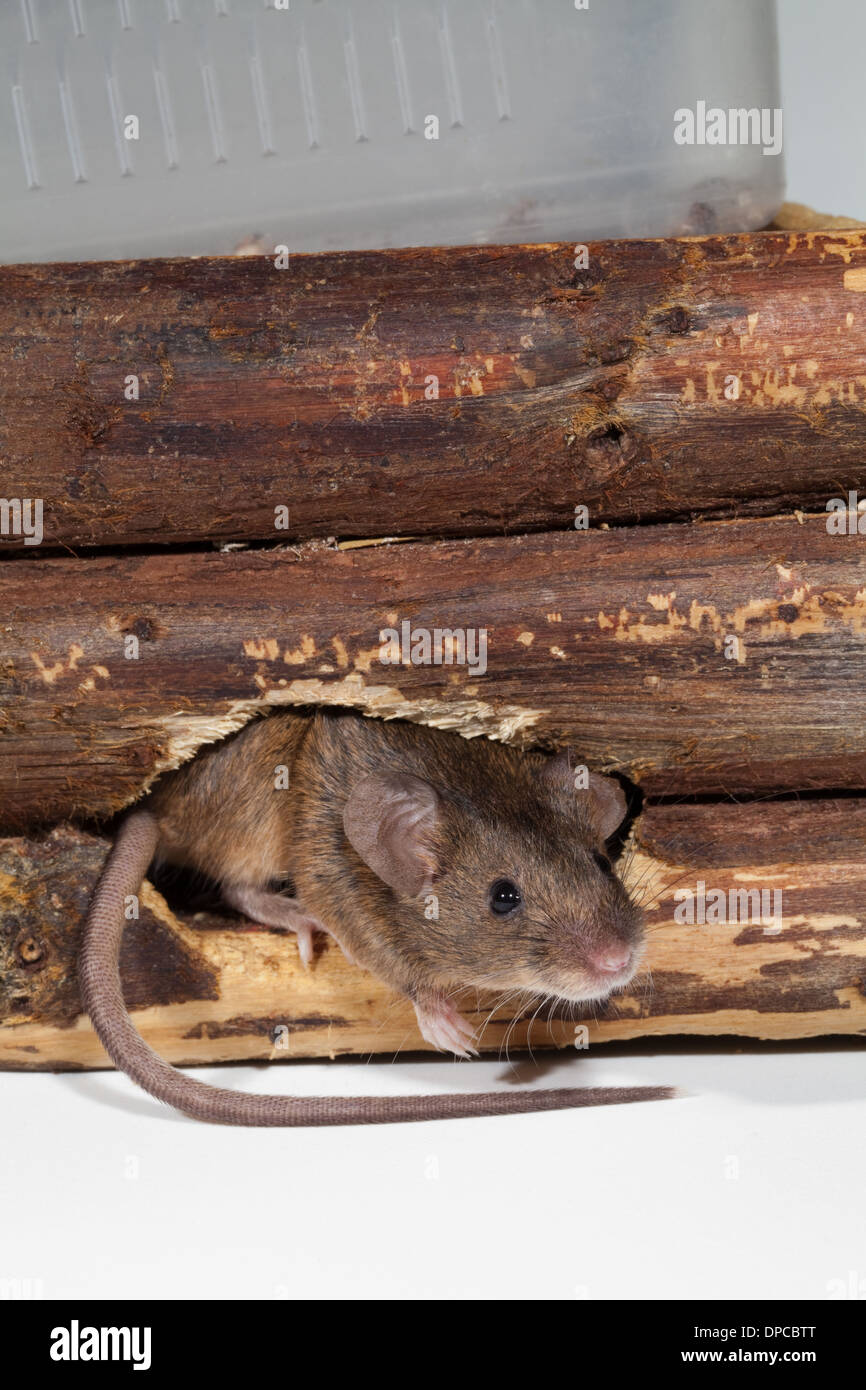 House Mice (Mus musculus). Emerging from a hole chewed into the side of ...