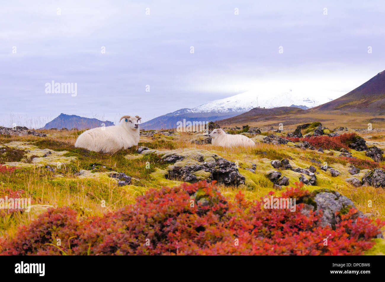 Icelandic sheep hi-res stock photography and images - Alamy
