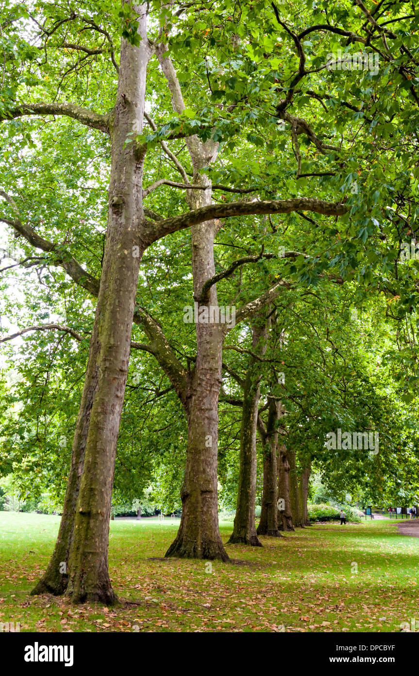 Stand alone tree hi-res stock photography and images - Alamy
