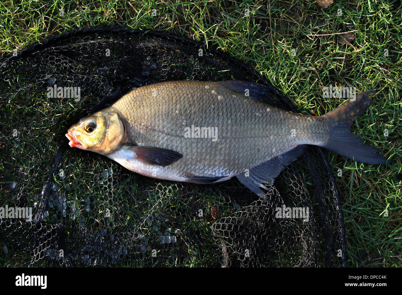 Large Common Bream Stock Photo - Alamy