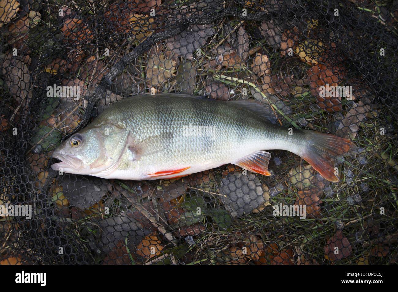 Large Fresh water Perch Stock Photo - Alamy