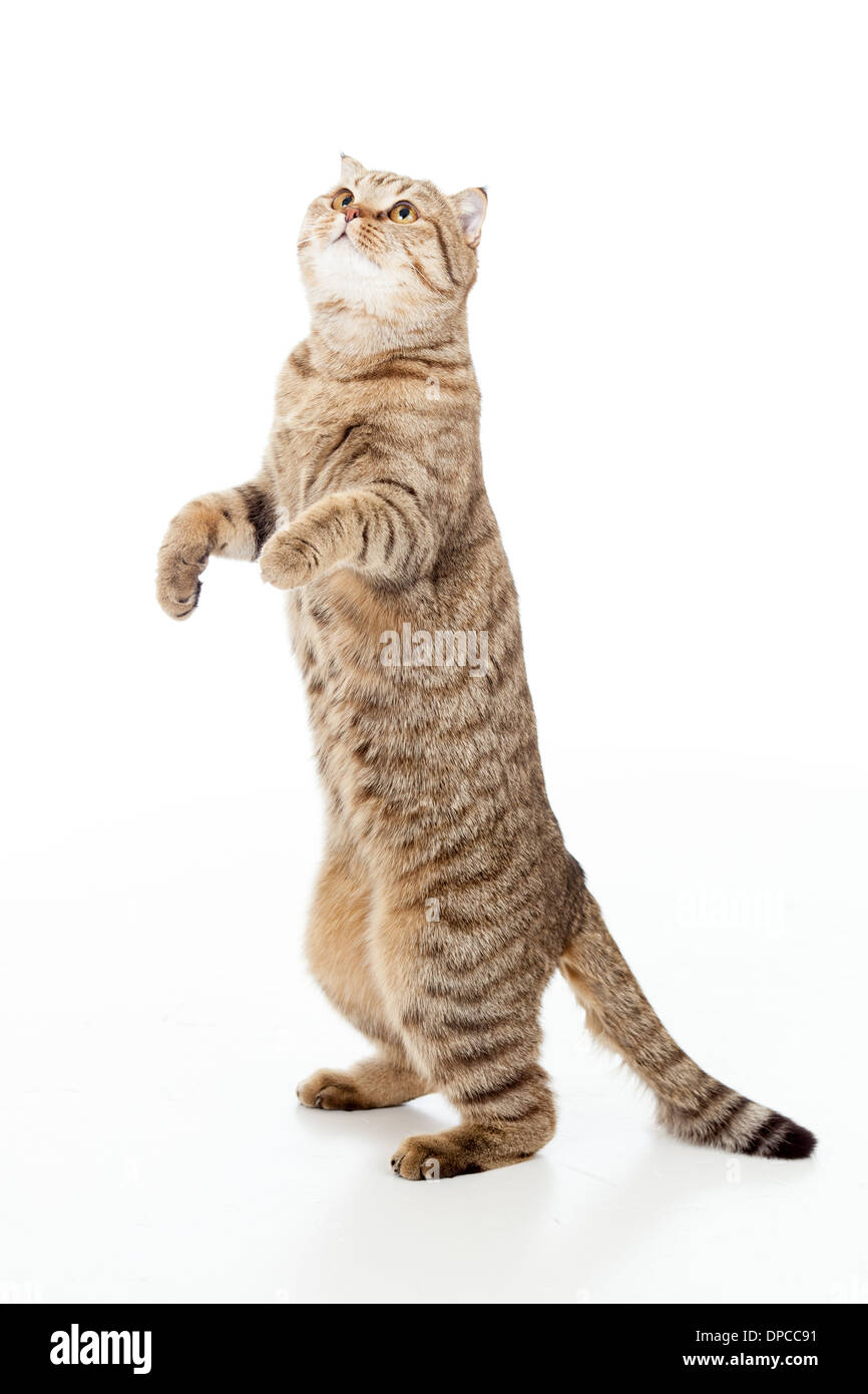 playful cat is standing Stock Photo - Alamy