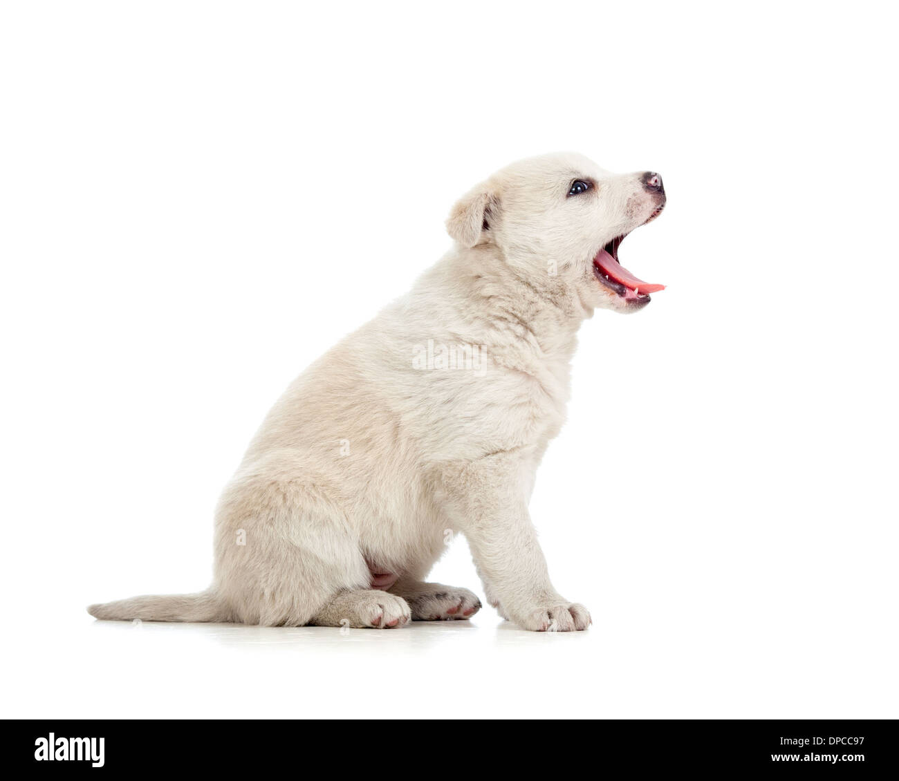 Young nice small white Cut Out Stock Images & Pictures - Alamy