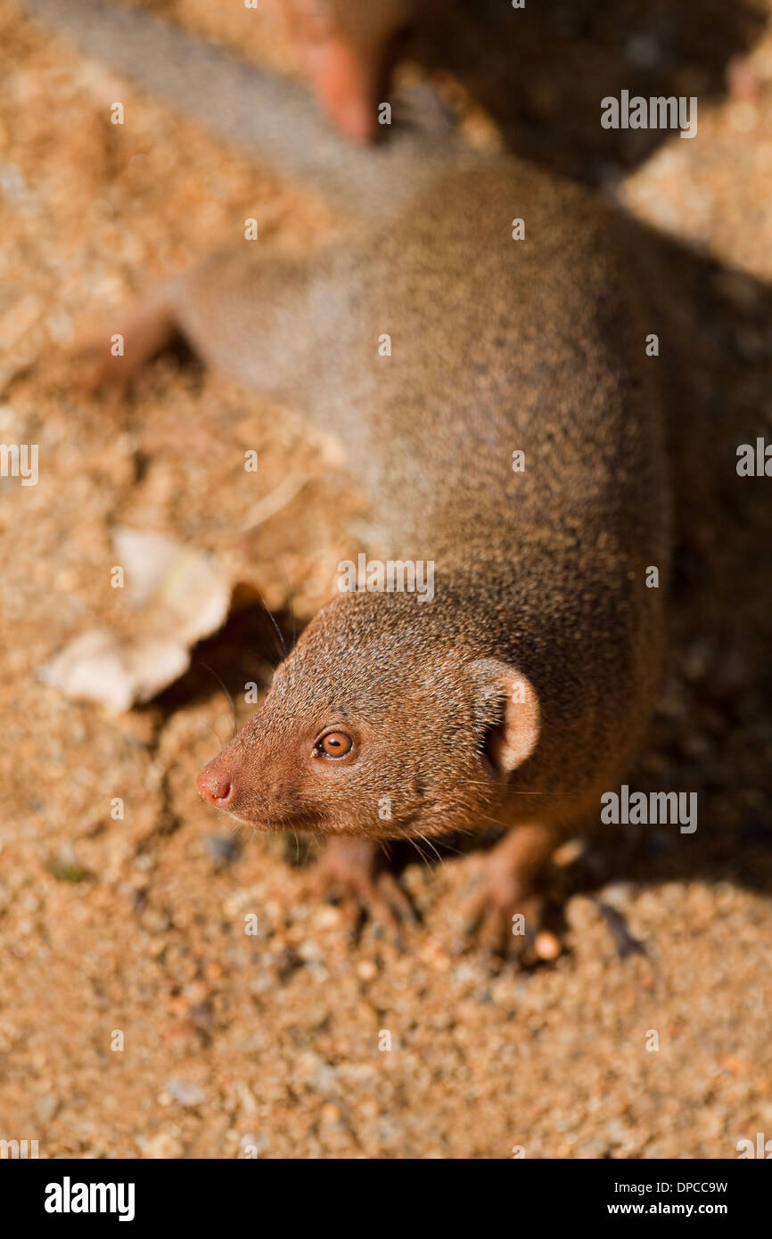 Southern african mongoose hi-res stock photography and images - Alamy