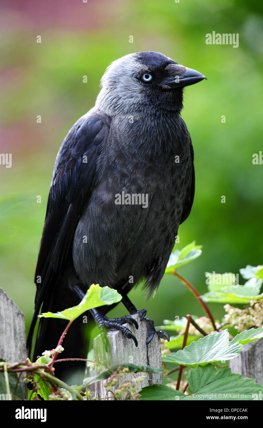Jackdaw Corvus monedula Stock Photo - Alamy
