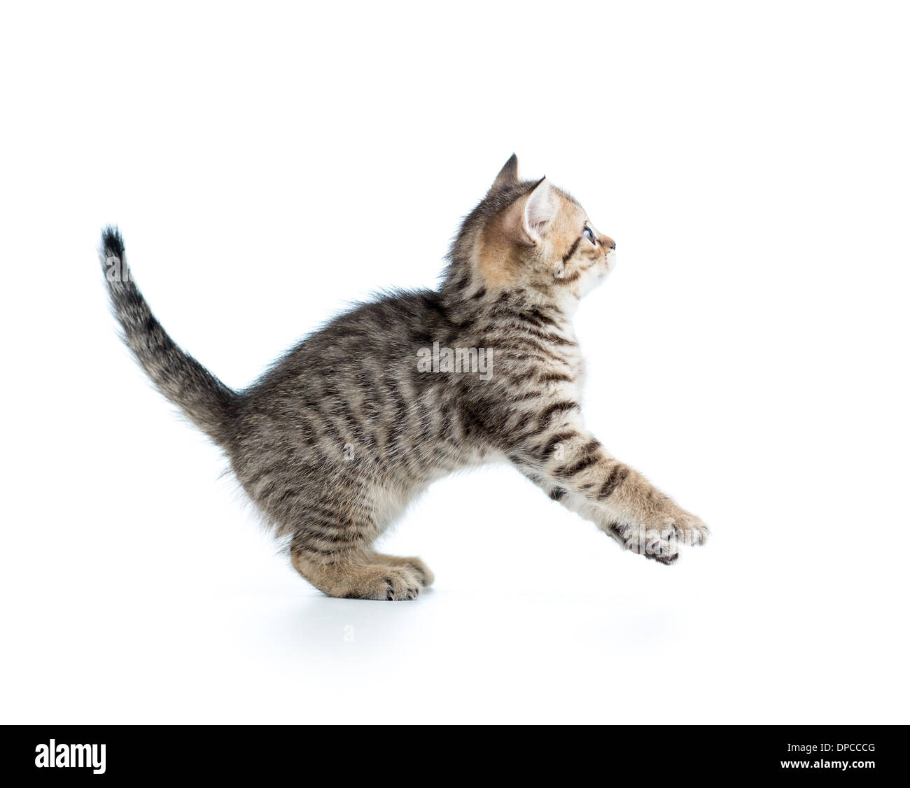 funny jumping cat kitten isolated on white Stock Photo - Alamy