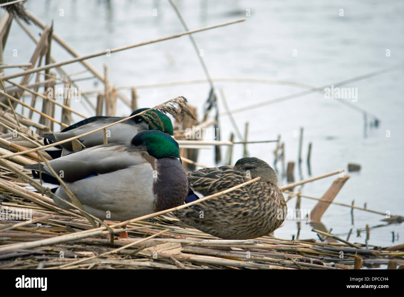 Sleeping Mallard Decoys