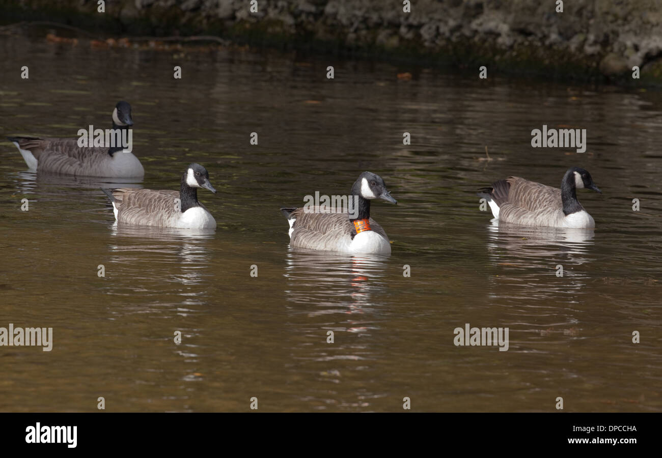 Canada Geese (Branta canadensis). Centre bird wearing plastic ...