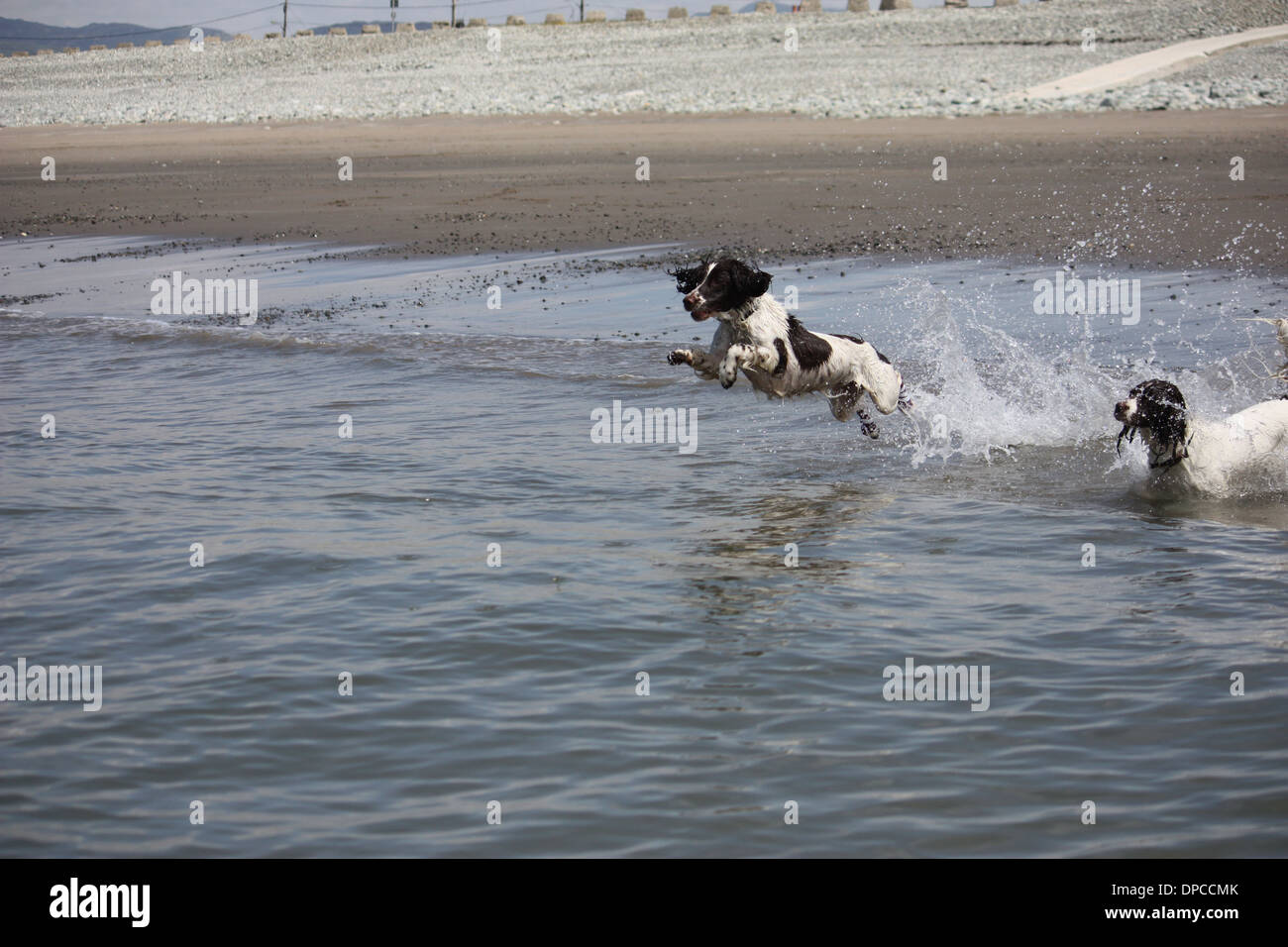 Working type english springer spaniel pet gundog running into water ...