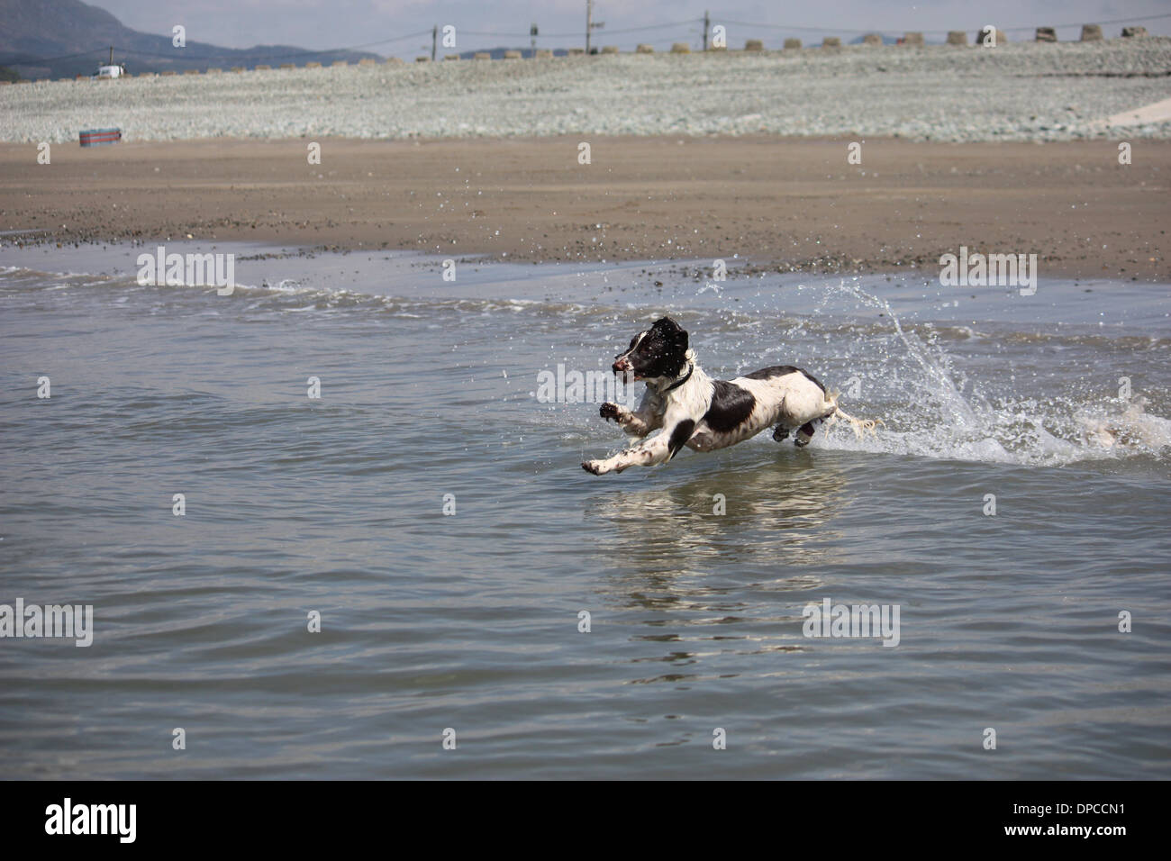 Working type english springer spaniel pet gundog running into water ...