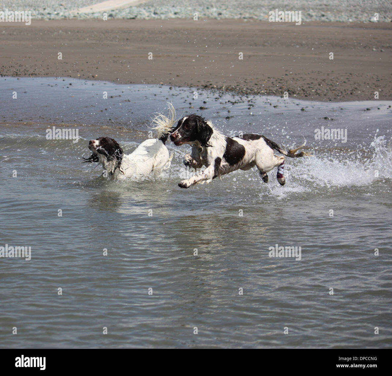 Working type english springer spaniel pet gundog running into water ...