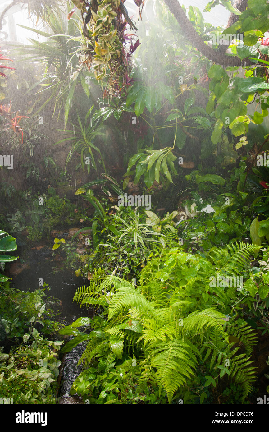 rain in tropical rainforest Stock Photo - Alamy