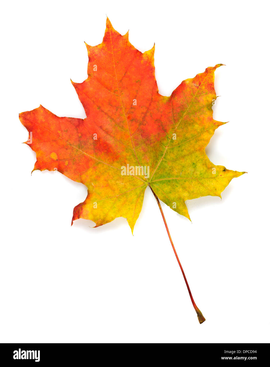 One isolated maple leaf for design Stock Photo - Alamy