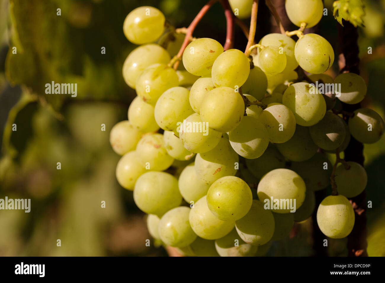 Bunch of grapes on backlight of evening glow Stock Photo - Alamy