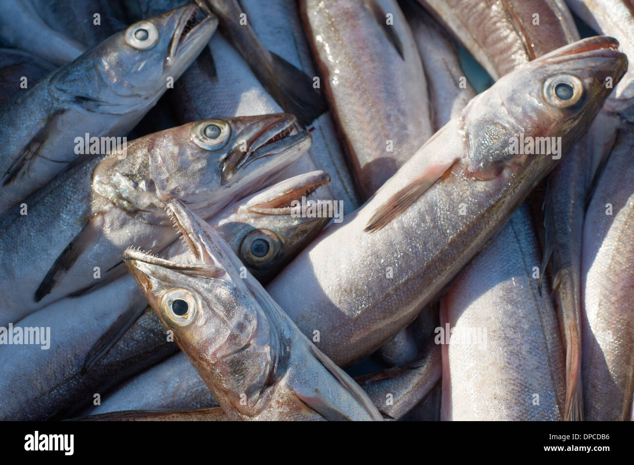 Fish cod market hi-res stock photography and images - Alamy