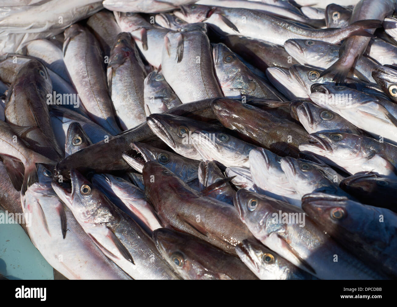 Fresh mediterranean cod-fish for sale on market of Marseilles, France ...