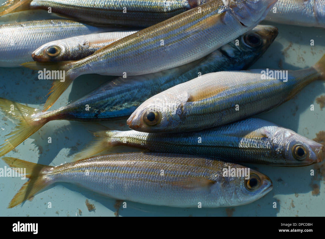Mediterranean fish hi-res stock photography and images - Alamy