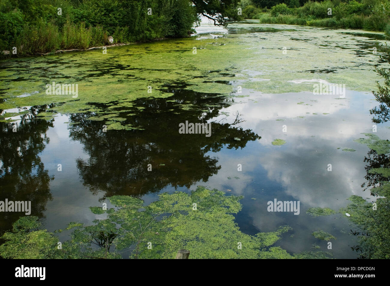 Poison algae hi-res stock photography and images - Alamy