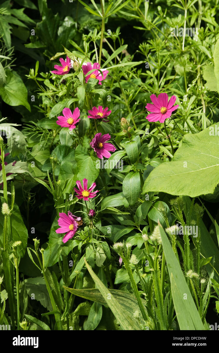 Dahlia flower plant hi-res stock photography and images - Alamy