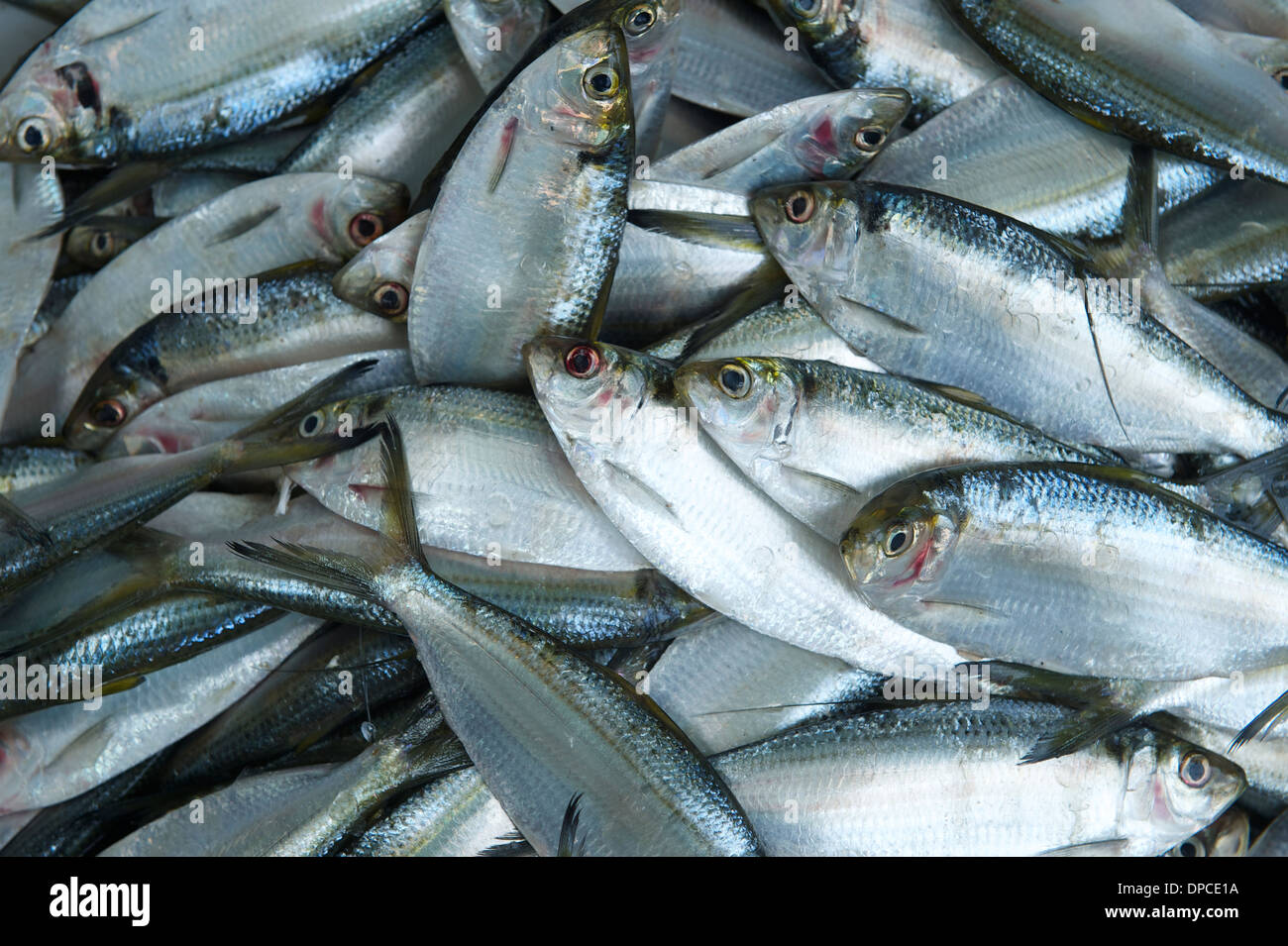 Overfishing hi-res stock photography and images - Alamy