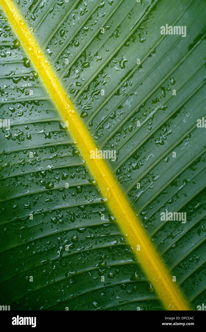 Parallel leaf veins hi-res stock photography and images - Alamy