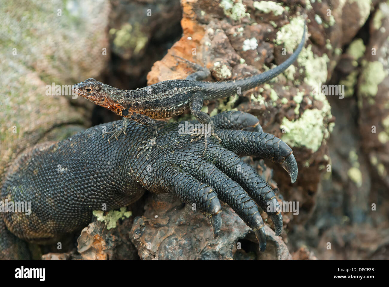 Galapagos lava lizard resting on marine iguana claw Stock Photo - Alamy