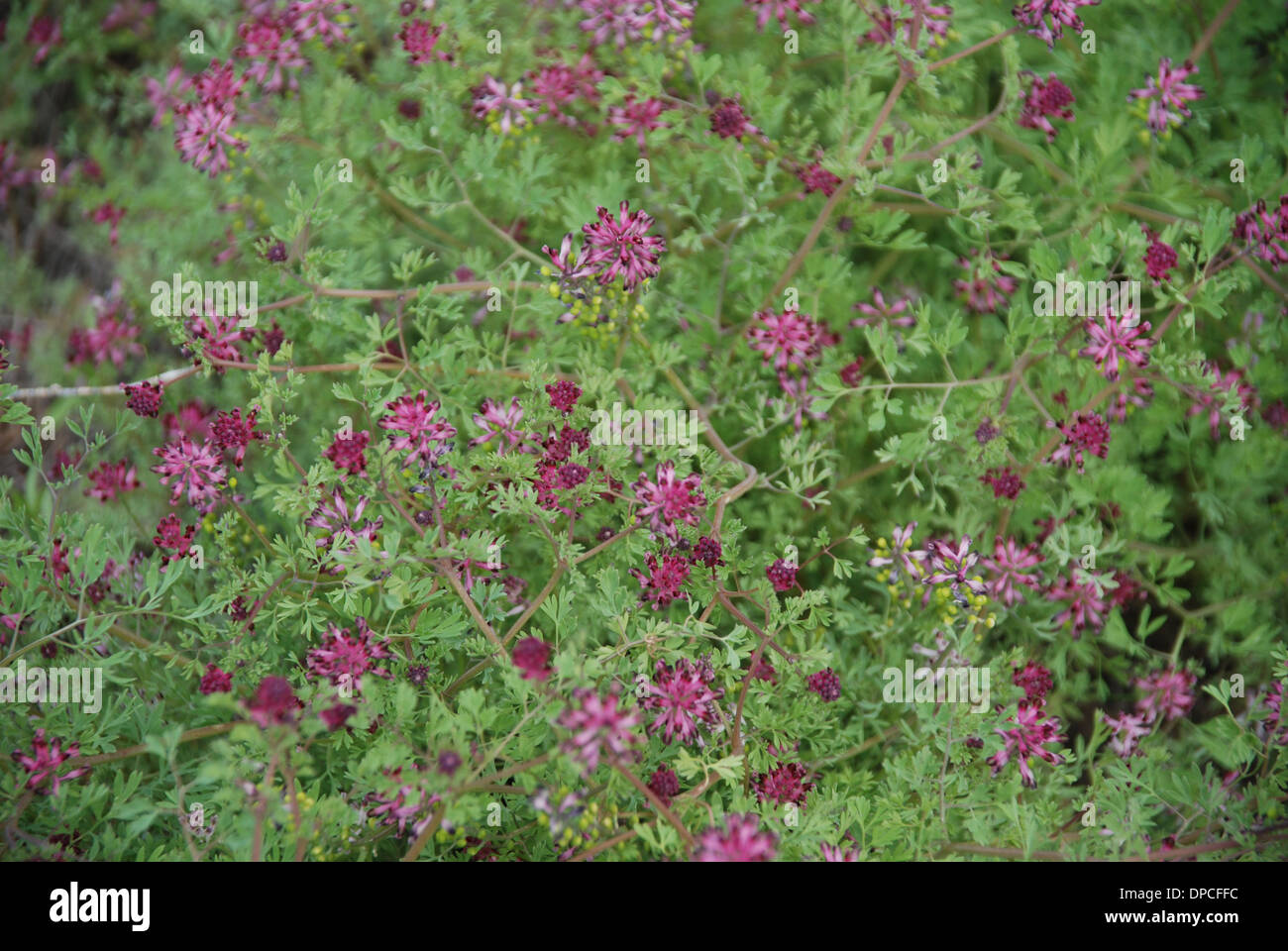 Gross hi-res stock photography and images - Alamy