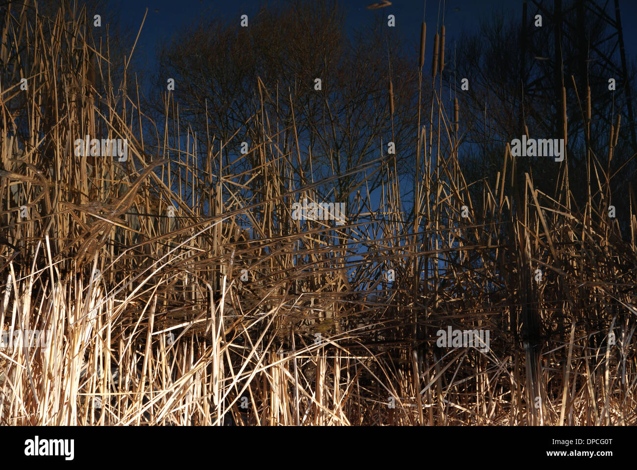 Bamboo reflection in the lake Stock Photo - Alamy