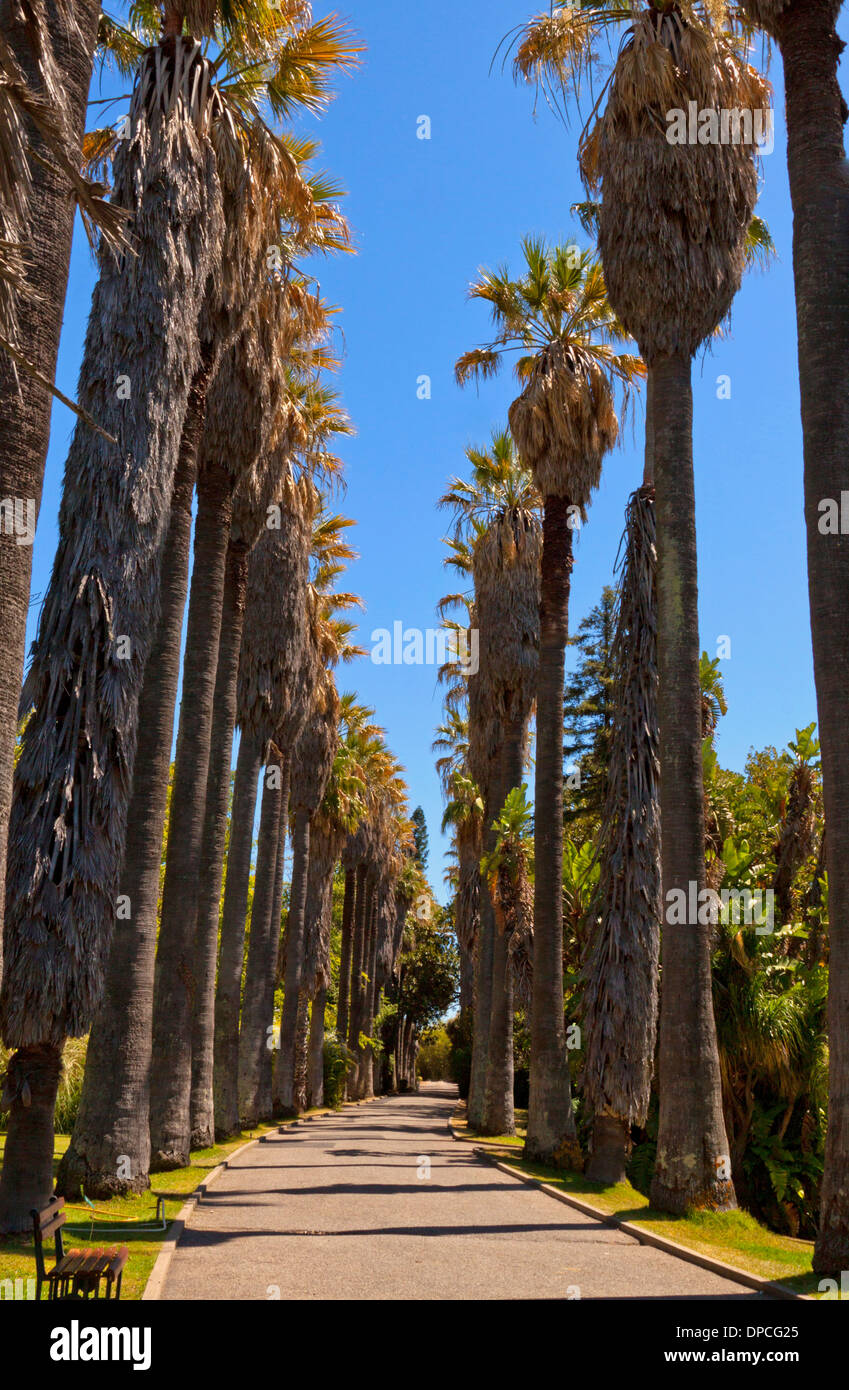 Washingtonia filifera palm trees hi-res stock photography and images ...