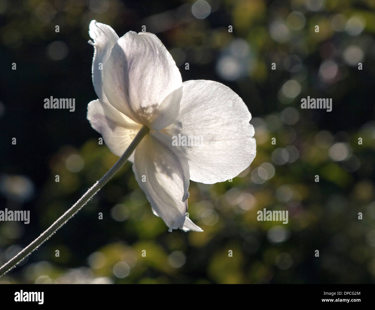 Japanese anemone or Anemone hupehensis in the garden of Coughton Court ...